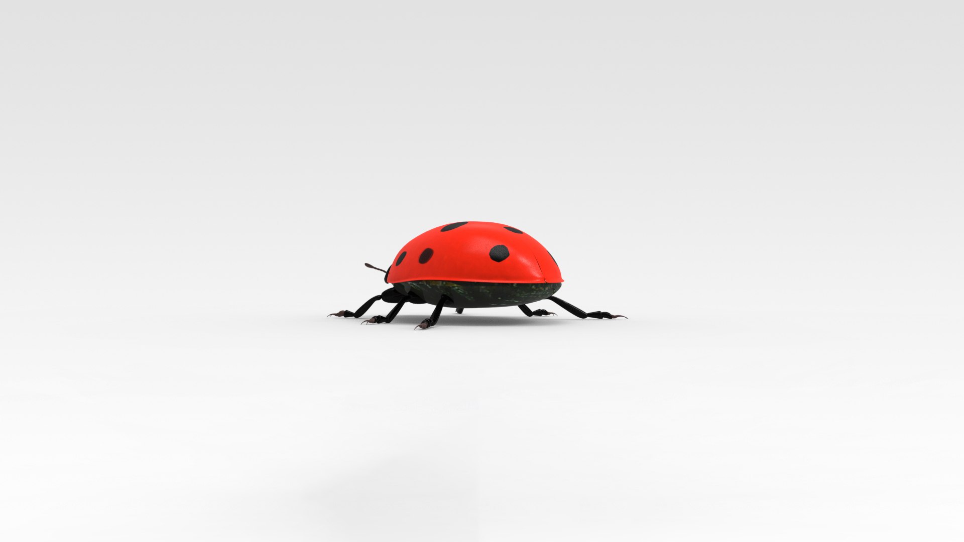Ladybug 3D Model - TurboSquid 1820398