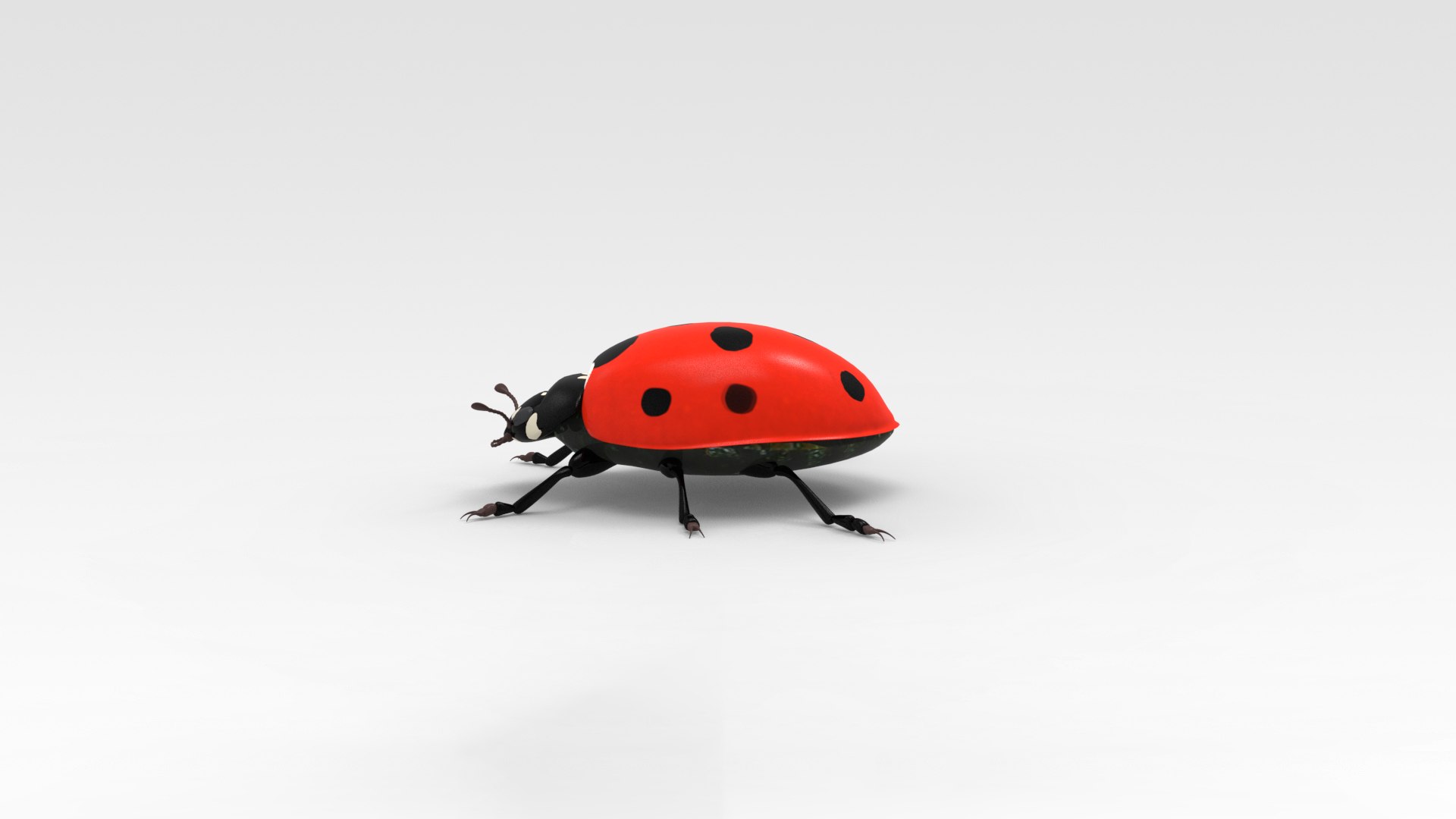 Ladybug 3D Model - TurboSquid 1820398