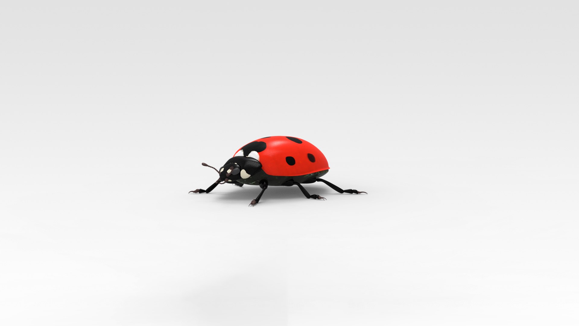 Ladybug 3D Model - TurboSquid 1820398