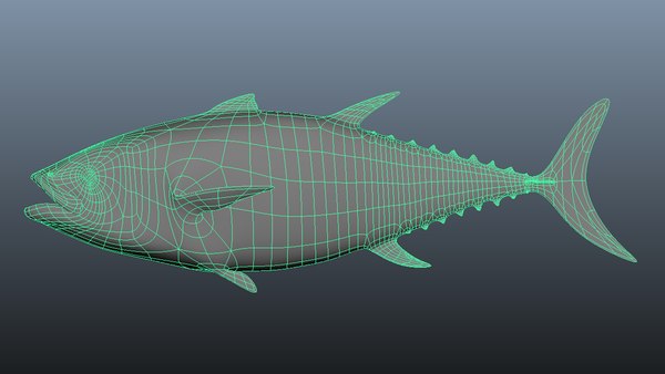Pacific bluefin tuna 3D model - TurboSquid 1692335