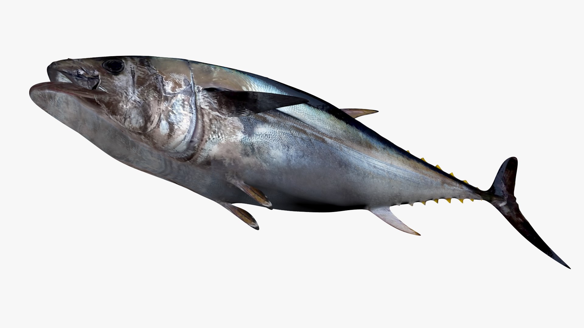 Pacific Bluefin Tuna 3D Model - TurboSquid 1692335