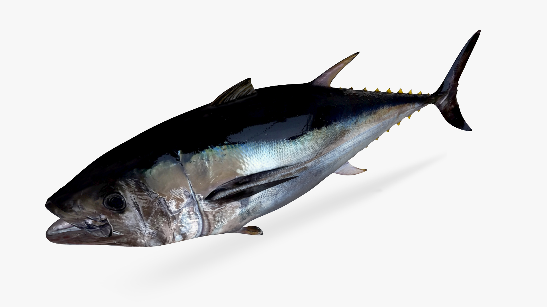 Pacific bluefin tuna 3D model - TurboSquid 1692335