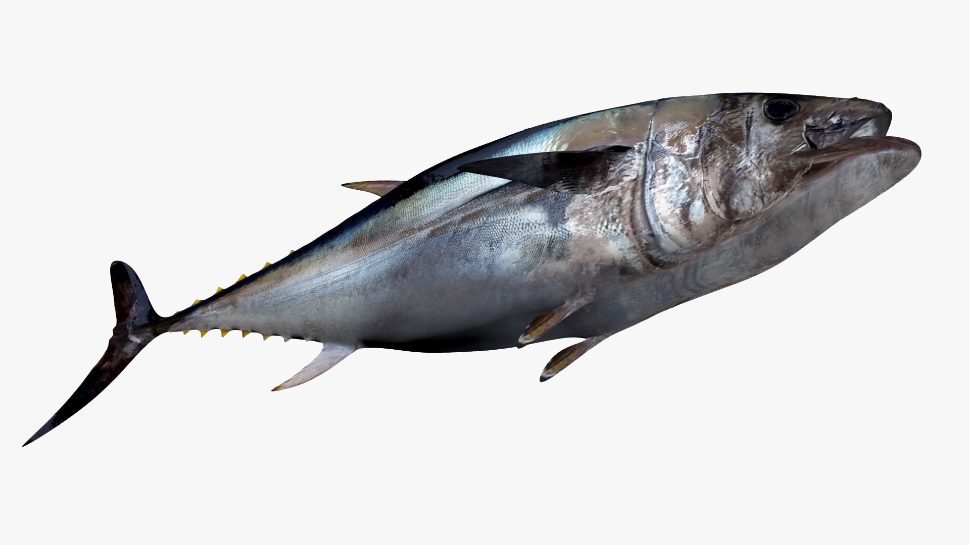 Pacific Bluefin Tuna 3D Model - TurboSquid 1692335