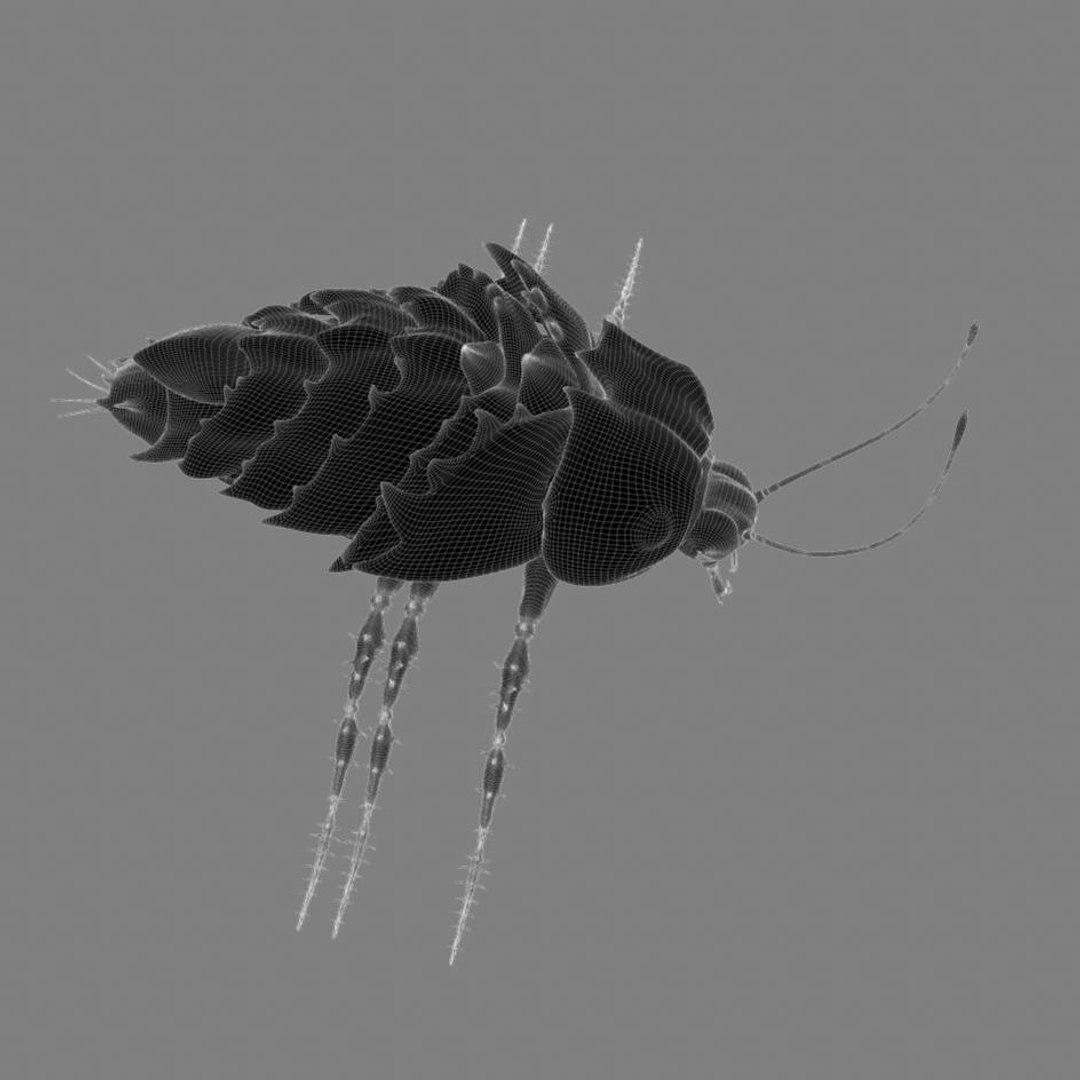 obj stylized cockroach