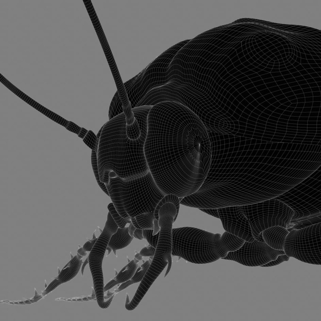 obj stylized cockroach