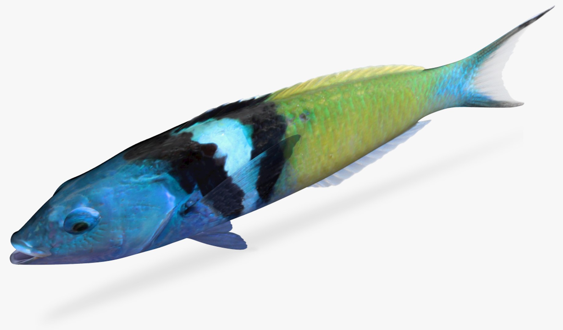 Bluehead Model - TurboSquid 1229207