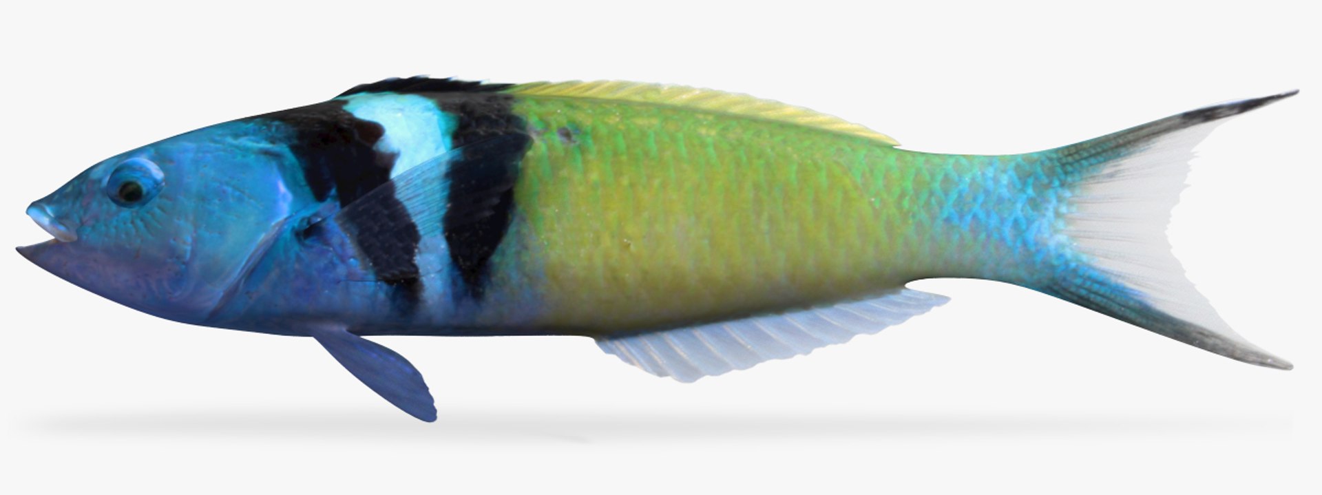 Bluehead model - TurboSquid 1229207