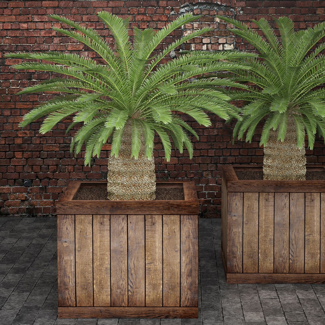 3d Model Cycas Palms Tree