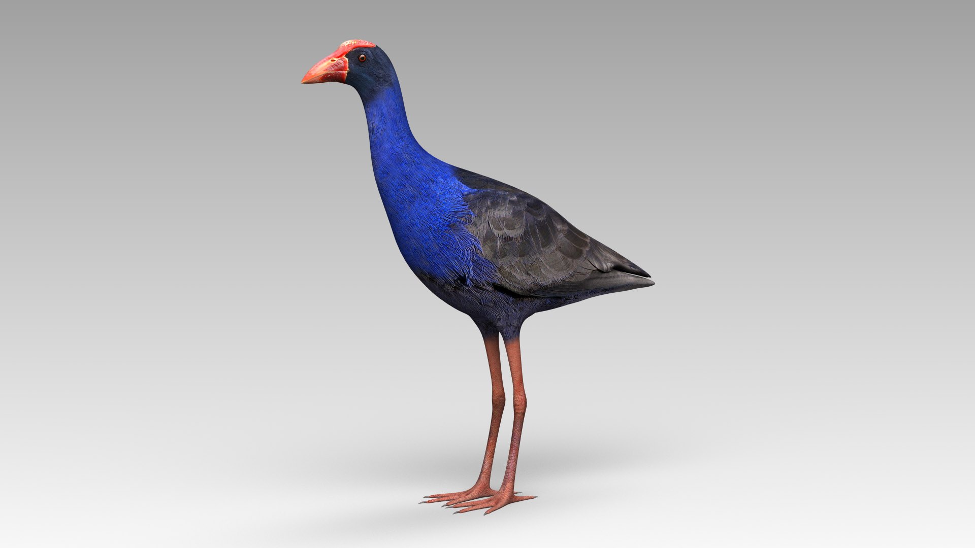 Pukeko 3D - TurboSquid 1633899