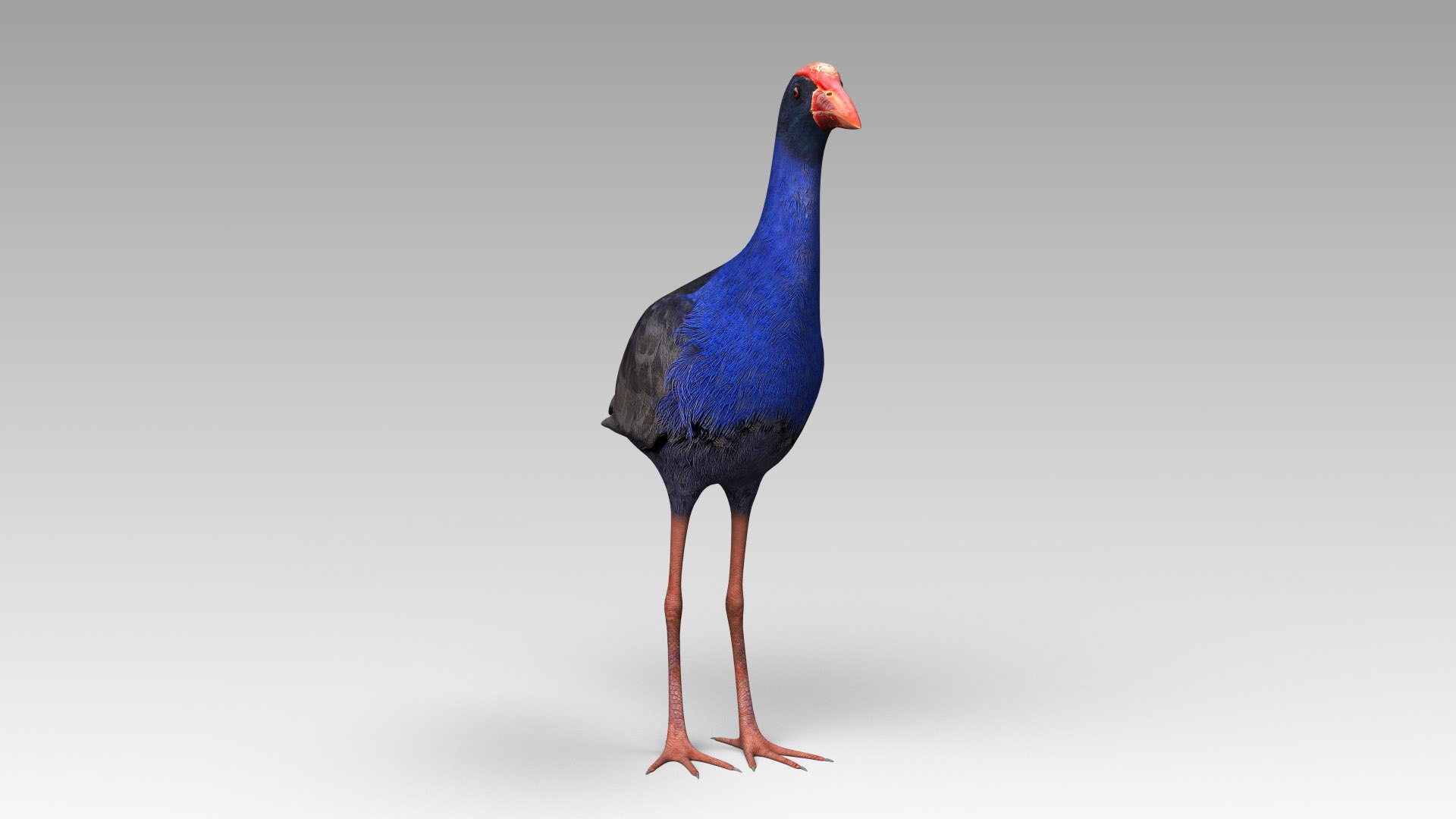 Pukeko 3D - TurboSquid 1633899