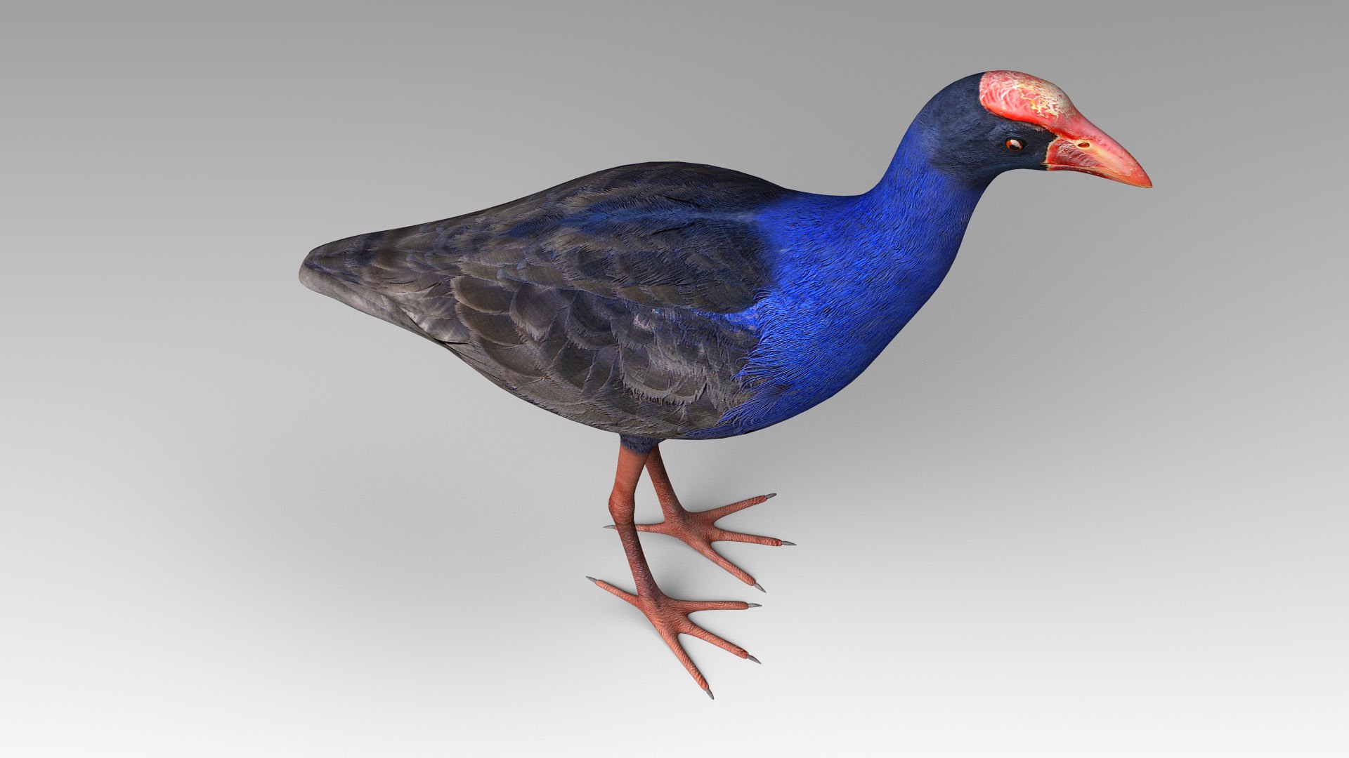 Pukeko 3D - TurboSquid 1633899