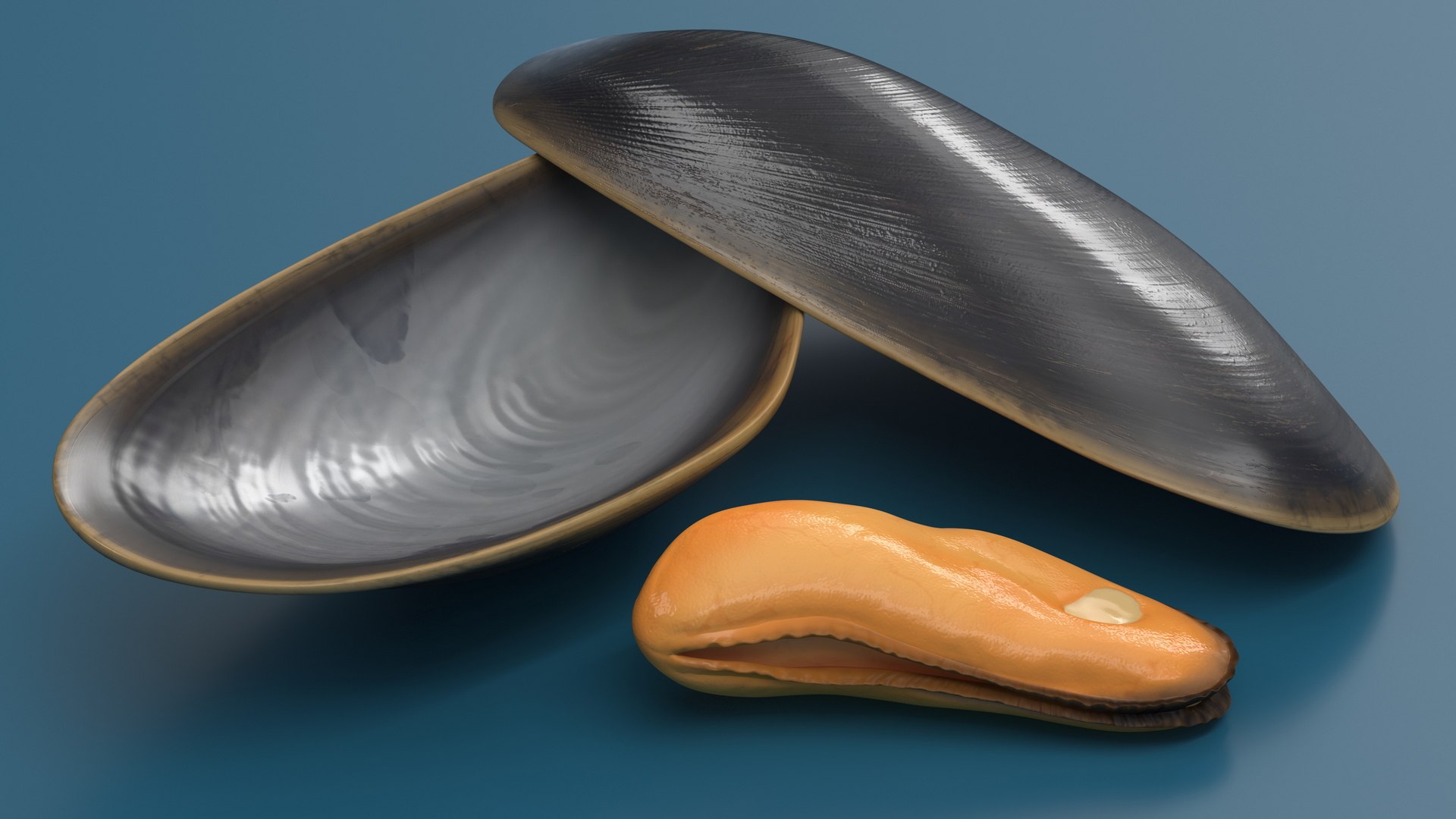 3D Boiled Sea Mussel Model - TurboSquid 2277625