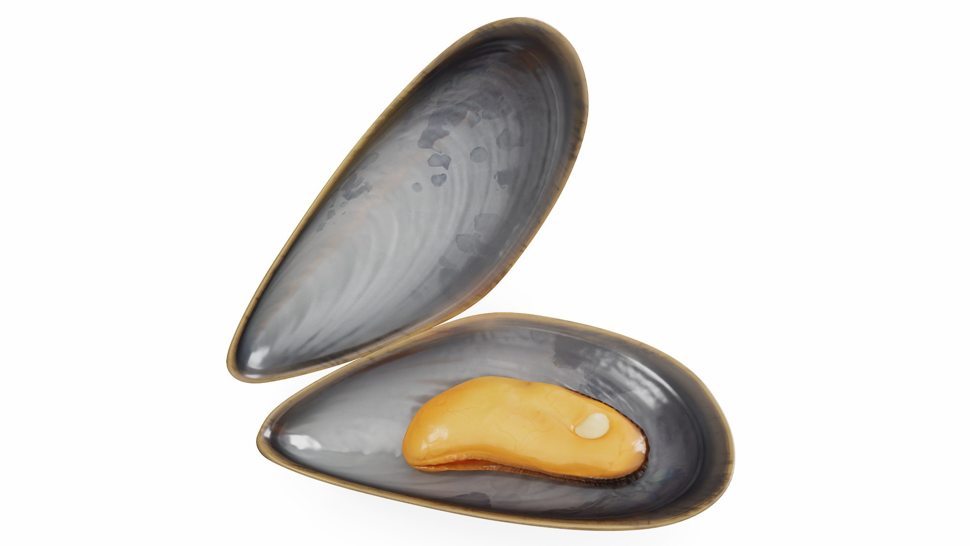 3D Boiled Sea Mussel Model - TurboSquid 2277625