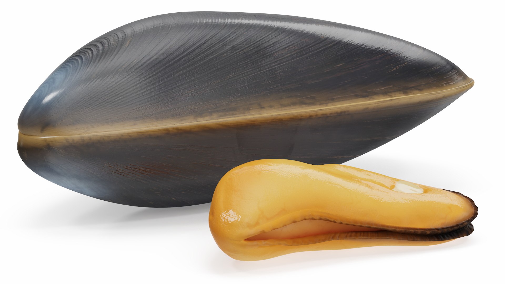 3D Boiled Sea Mussel Model - TurboSquid 2277625