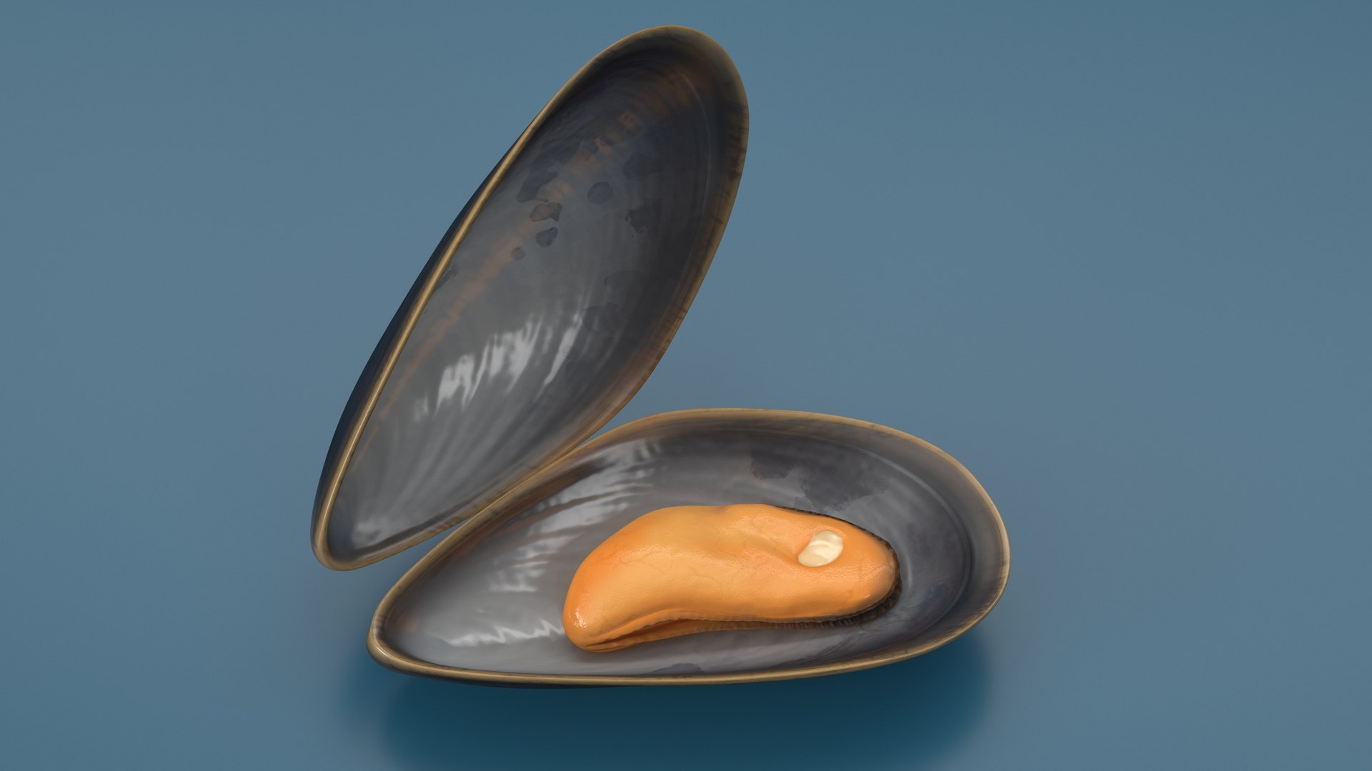 3D Boiled Sea Mussel Model - TurboSquid 2277625