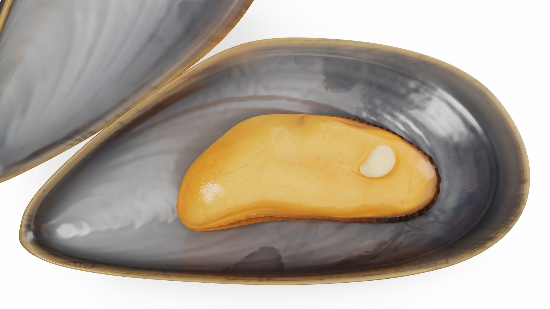 3D Boiled Sea Mussel Model - TurboSquid 2277625
