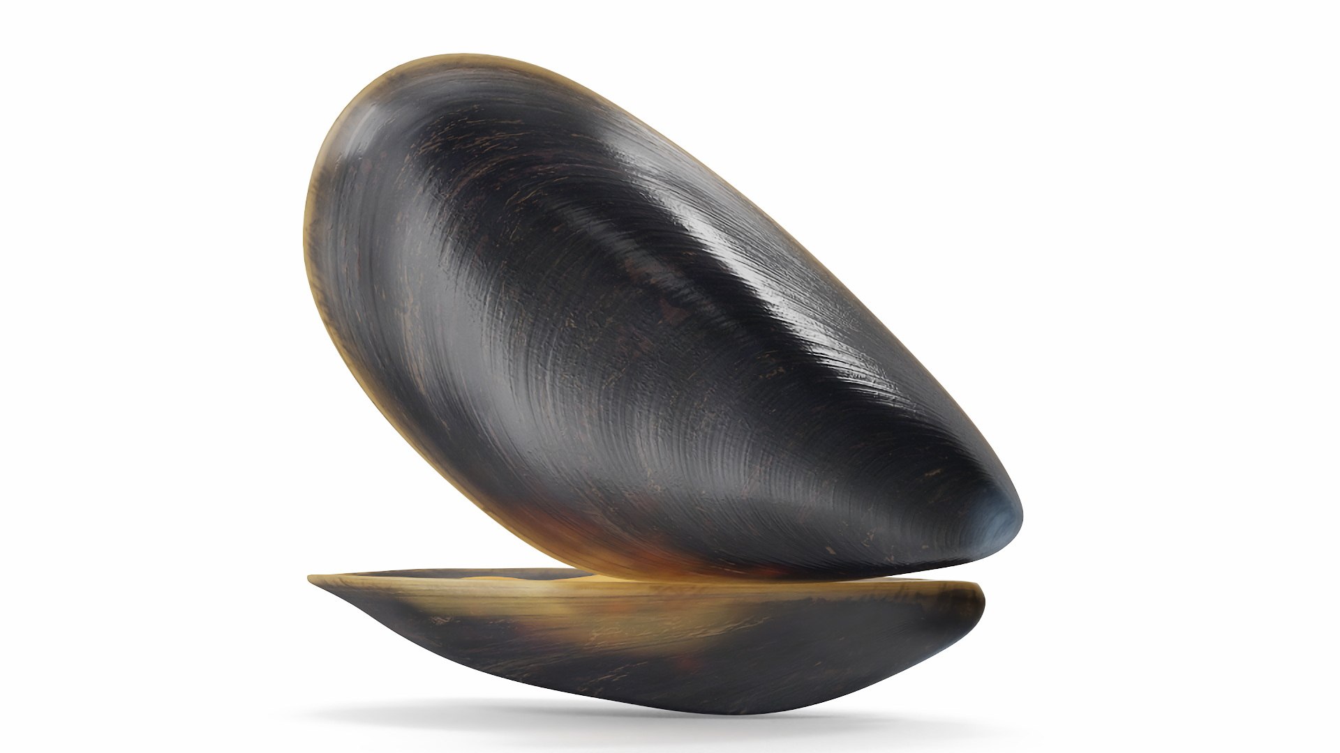 3D Boiled Sea Mussel Model - TurboSquid 2277625