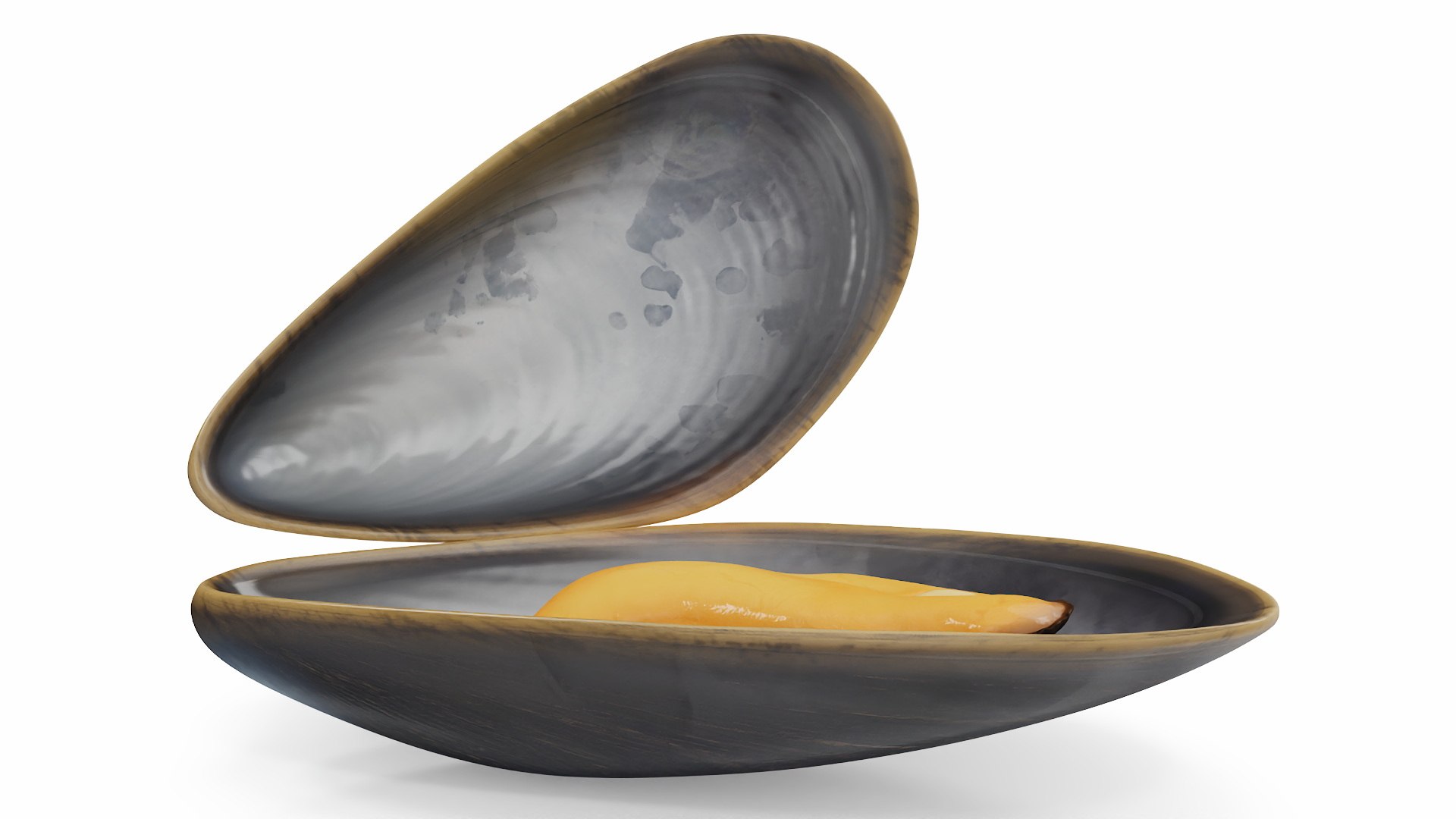 3D Boiled Sea Mussel Model - TurboSquid 2277625