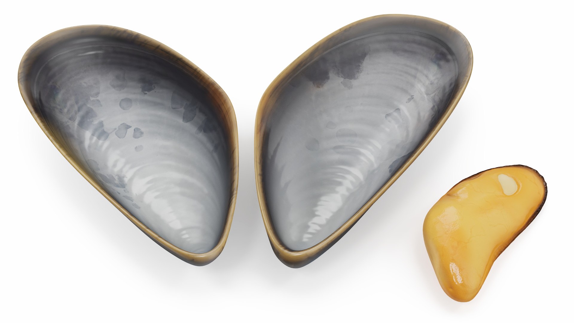3D Boiled Sea Mussel Model - TurboSquid 2277625