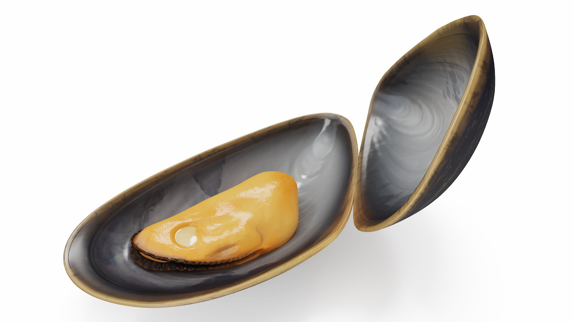 3D Boiled Sea Mussel Model - TurboSquid 2277625