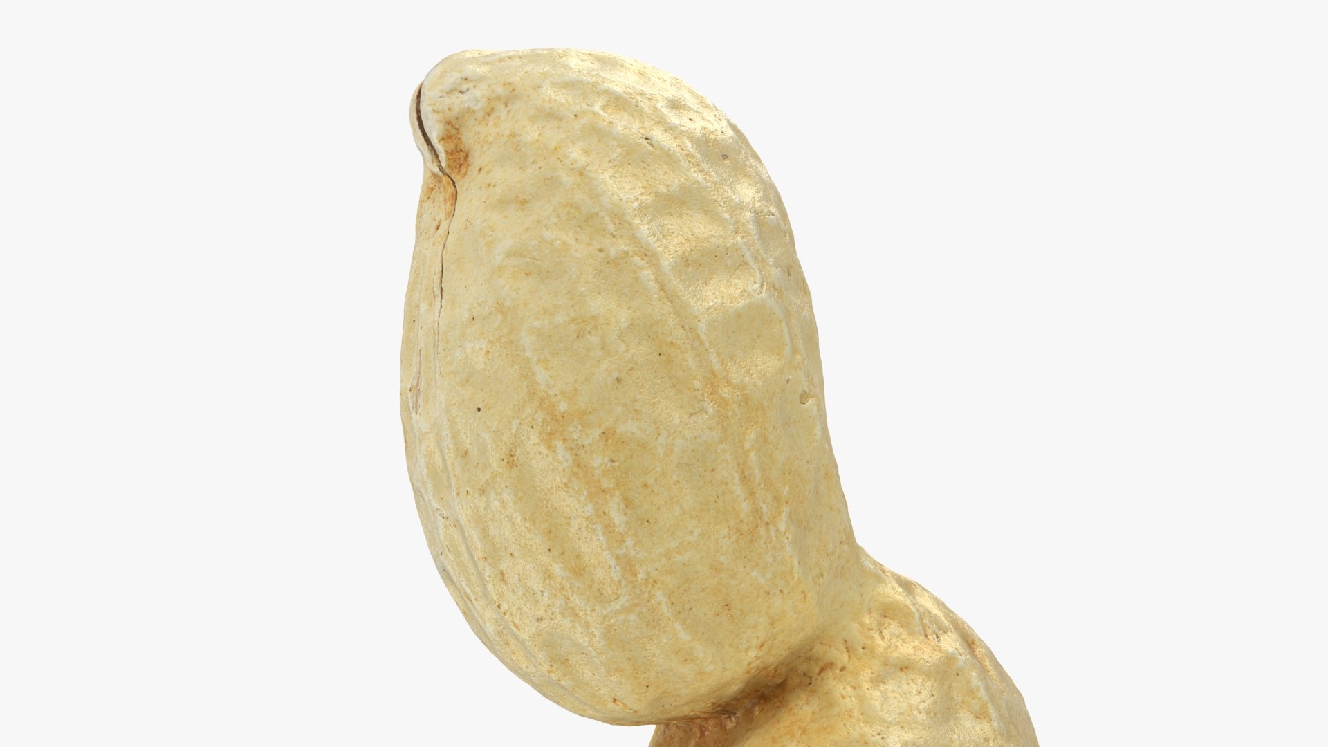 Peanut Shell 04 Model - TurboSquid 1960422