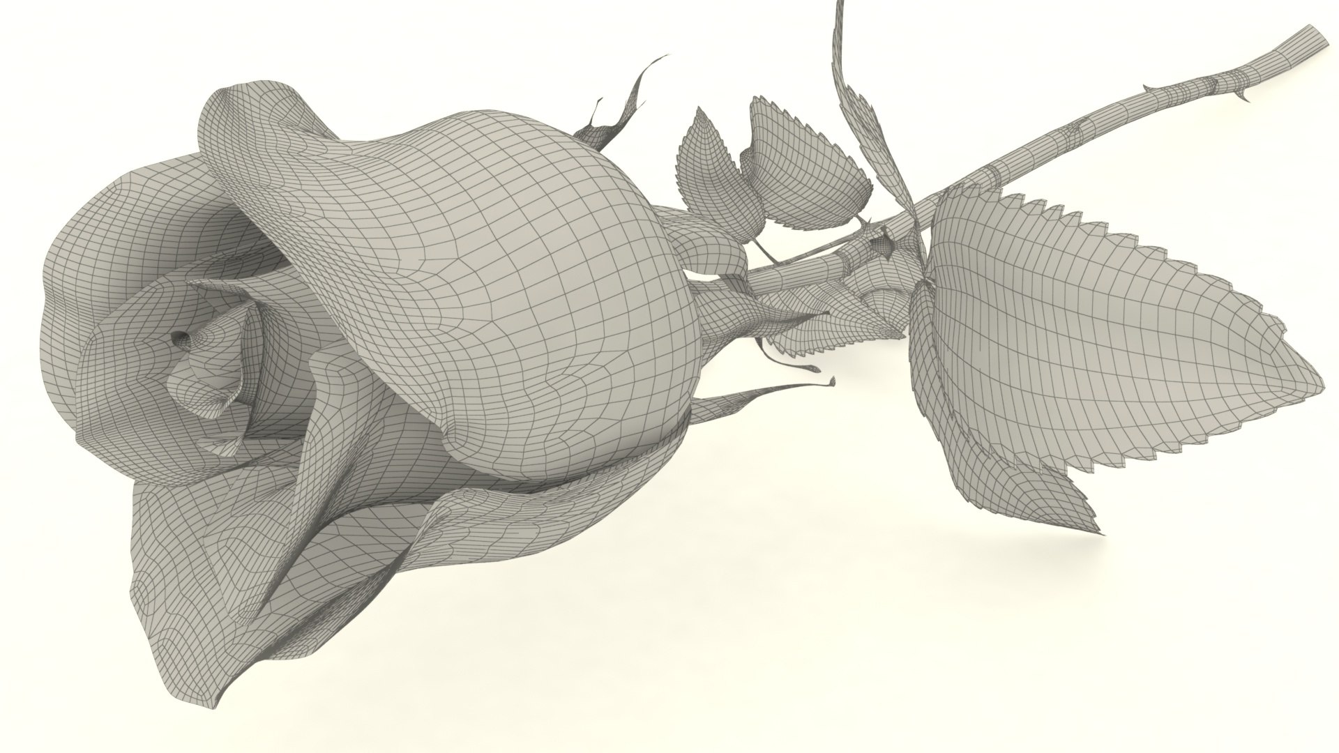 3D Petal Roses Plant - TurboSquid 1293613