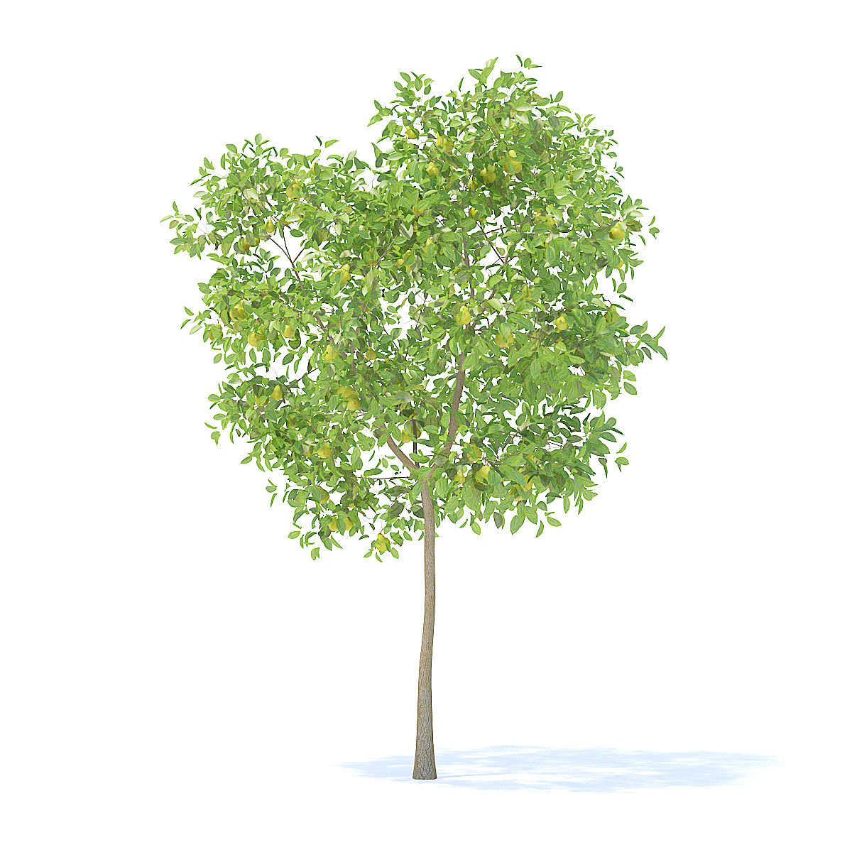 3D model fruit trees volume 95 - TurboSquid 1269721