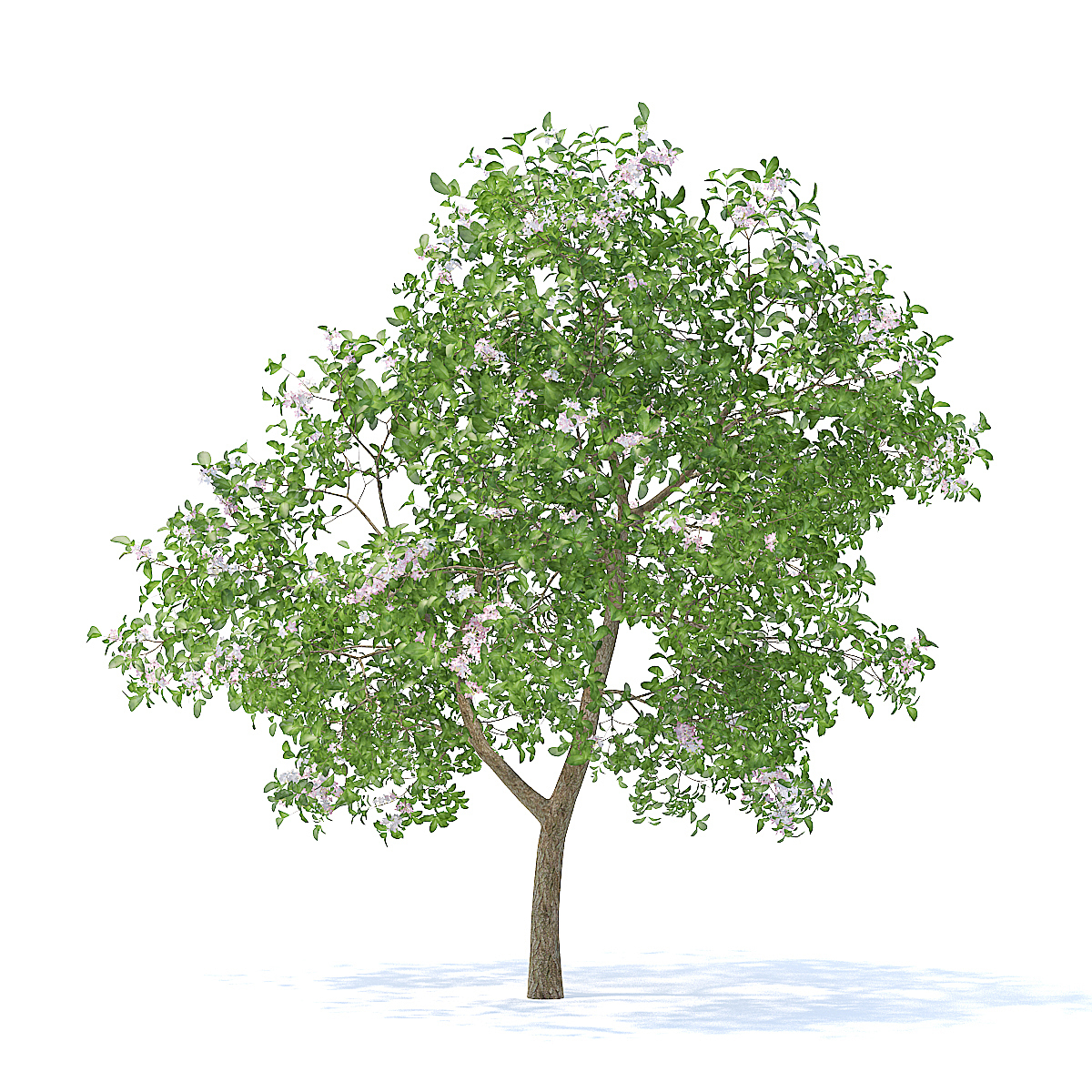 3D model fruit trees volume 95 - TurboSquid 1269721