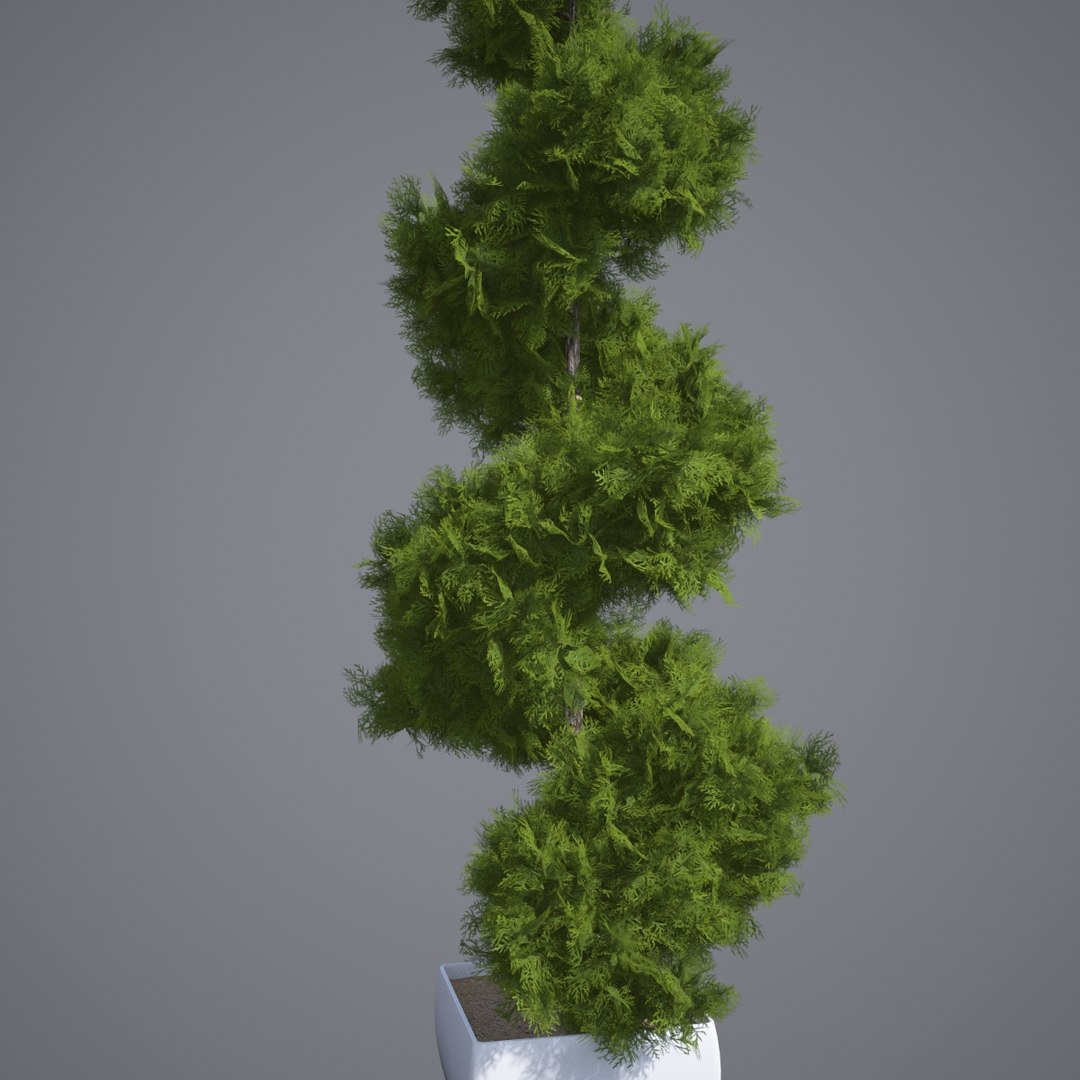 3d thuja plicata 001 tree model