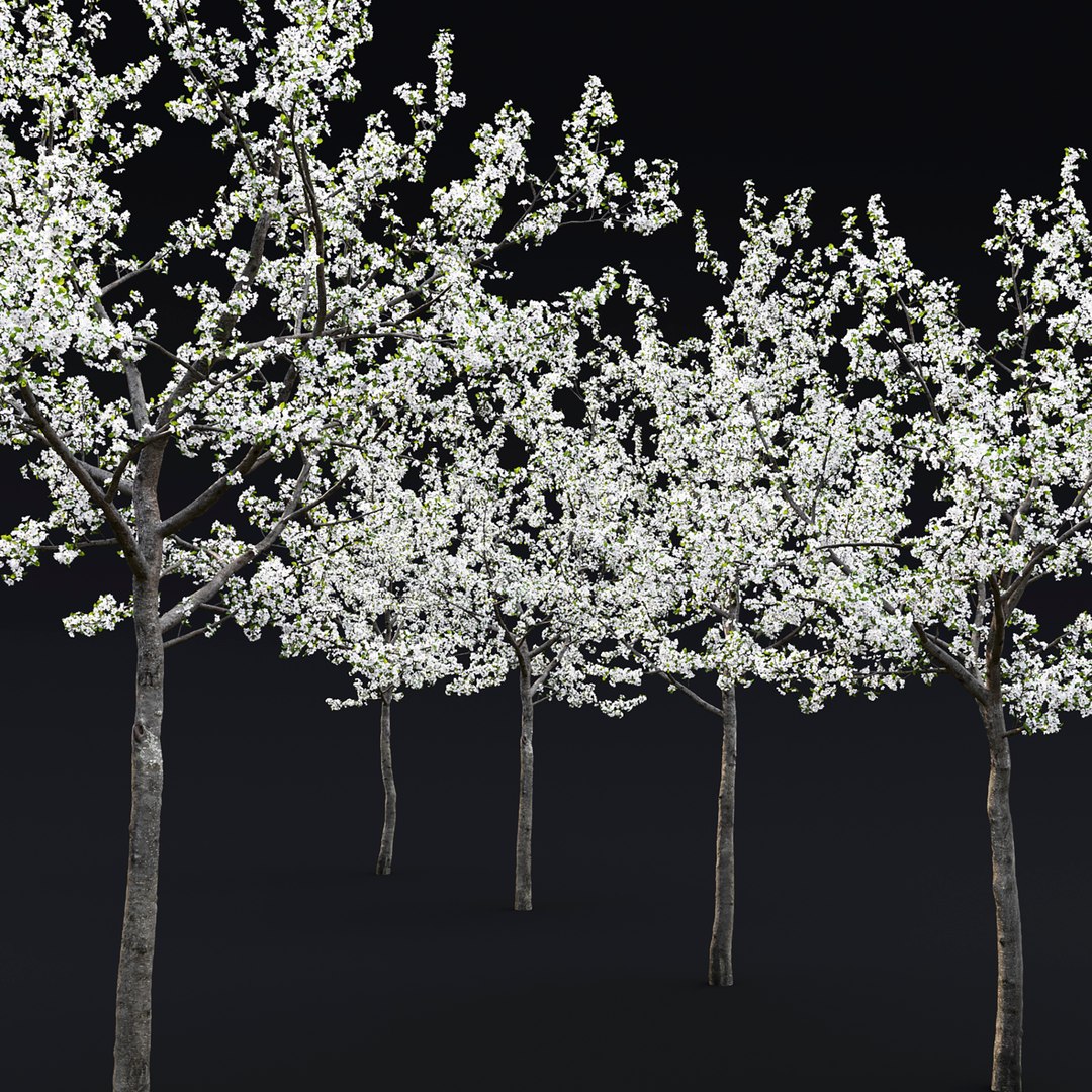 Cherry Tree 3D Model - TurboSquid 1689121
