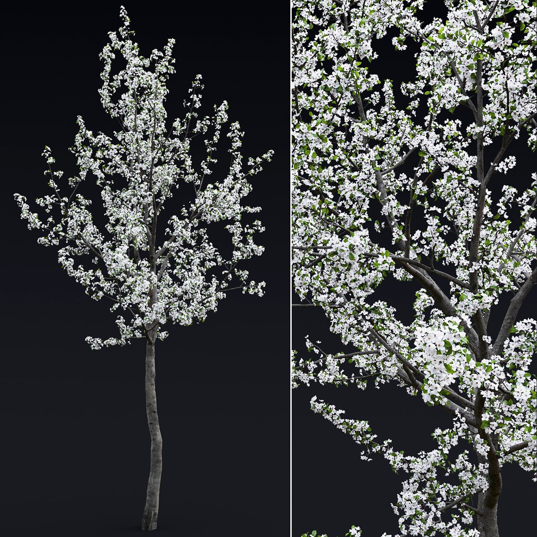 Cherry Tree 3D Model - TurboSquid 1689121
