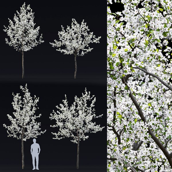 Cherry Tree 3D Models for Download | TurboSquid
