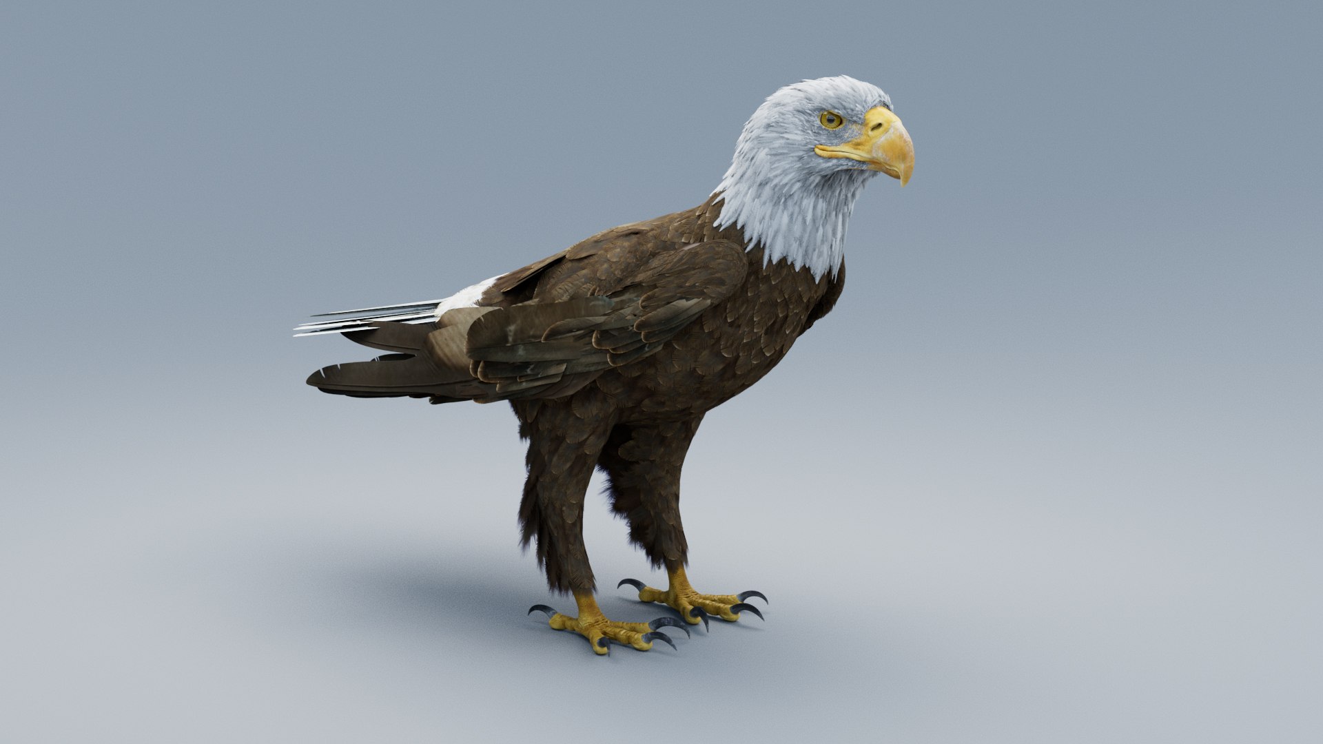 3D American Bald Eagle ANIMATED Model - TurboSquid 2315169