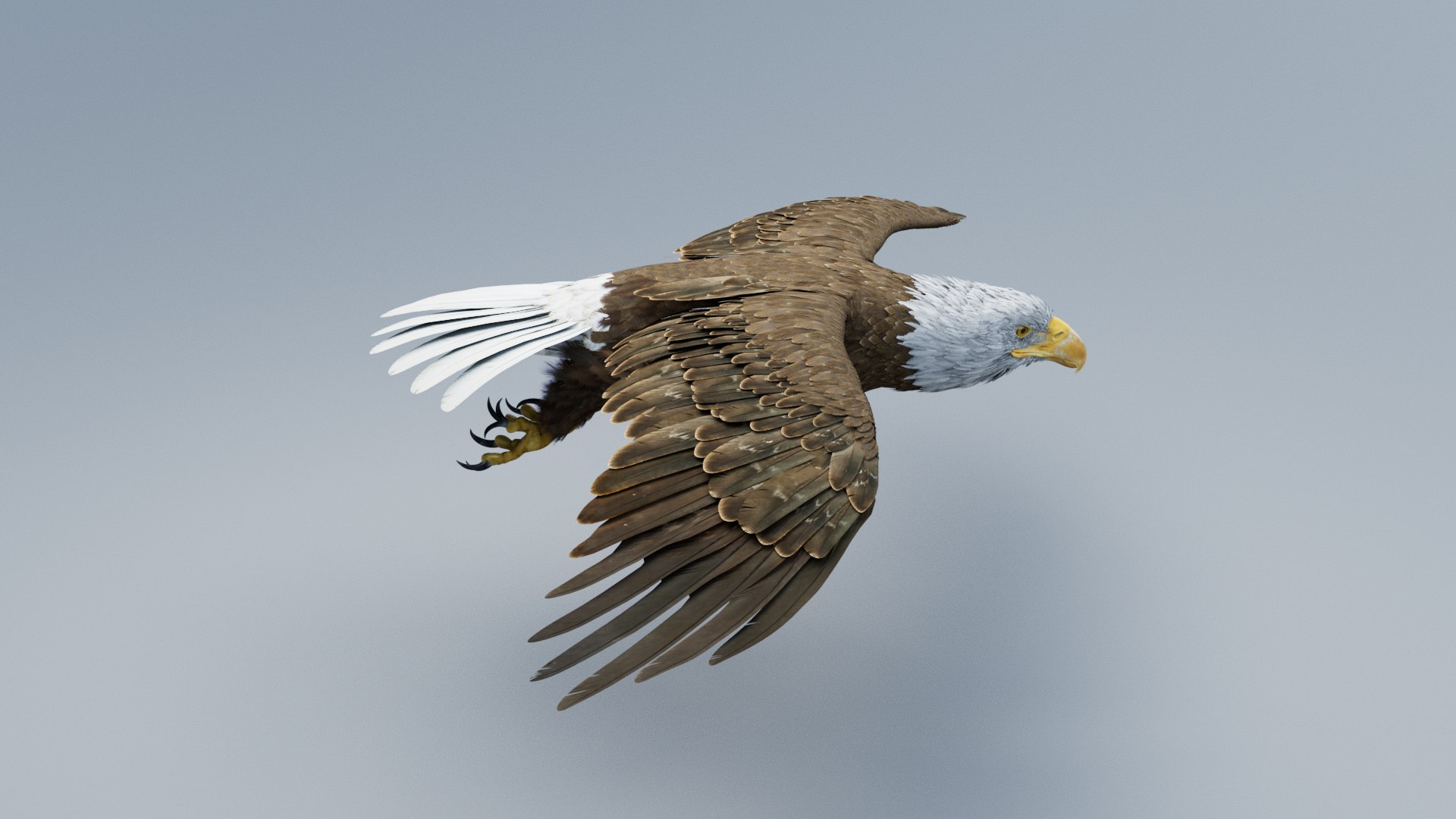3D American Bald Eagle ANIMATED Model - TurboSquid 2315169