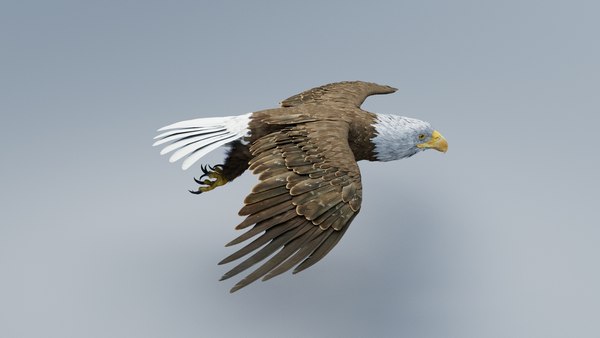 modelo 3d Águila calva americana ANIMADA - TurboSquid 2315169