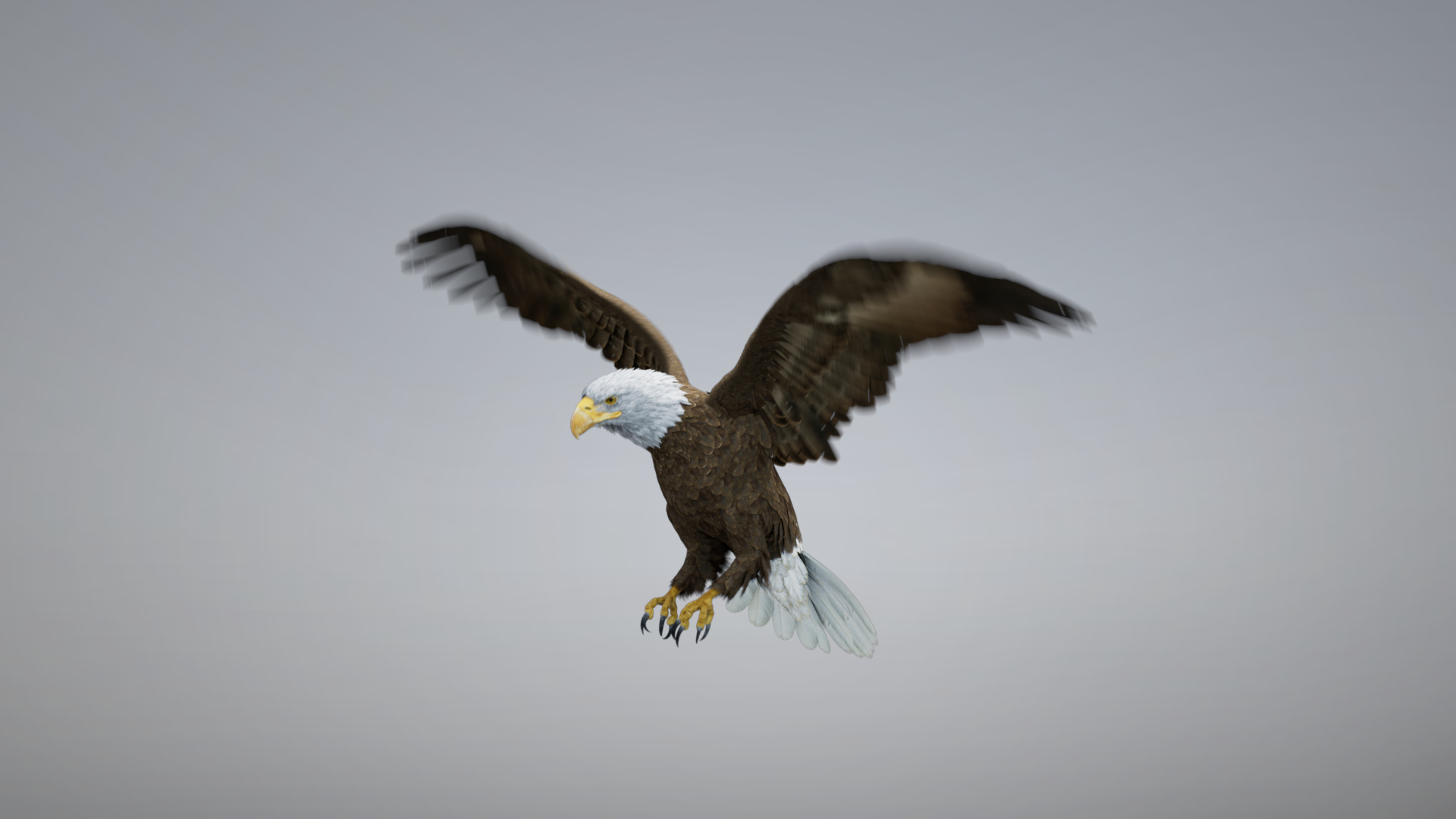 3D American Bald Eagle ANIMATED Model - TurboSquid 2315169