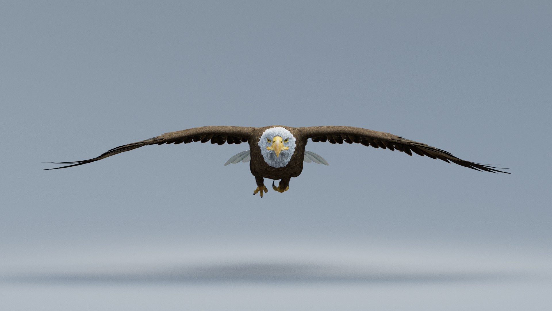 3D American Bald Eagle ANIMATED Model - TurboSquid 2315169