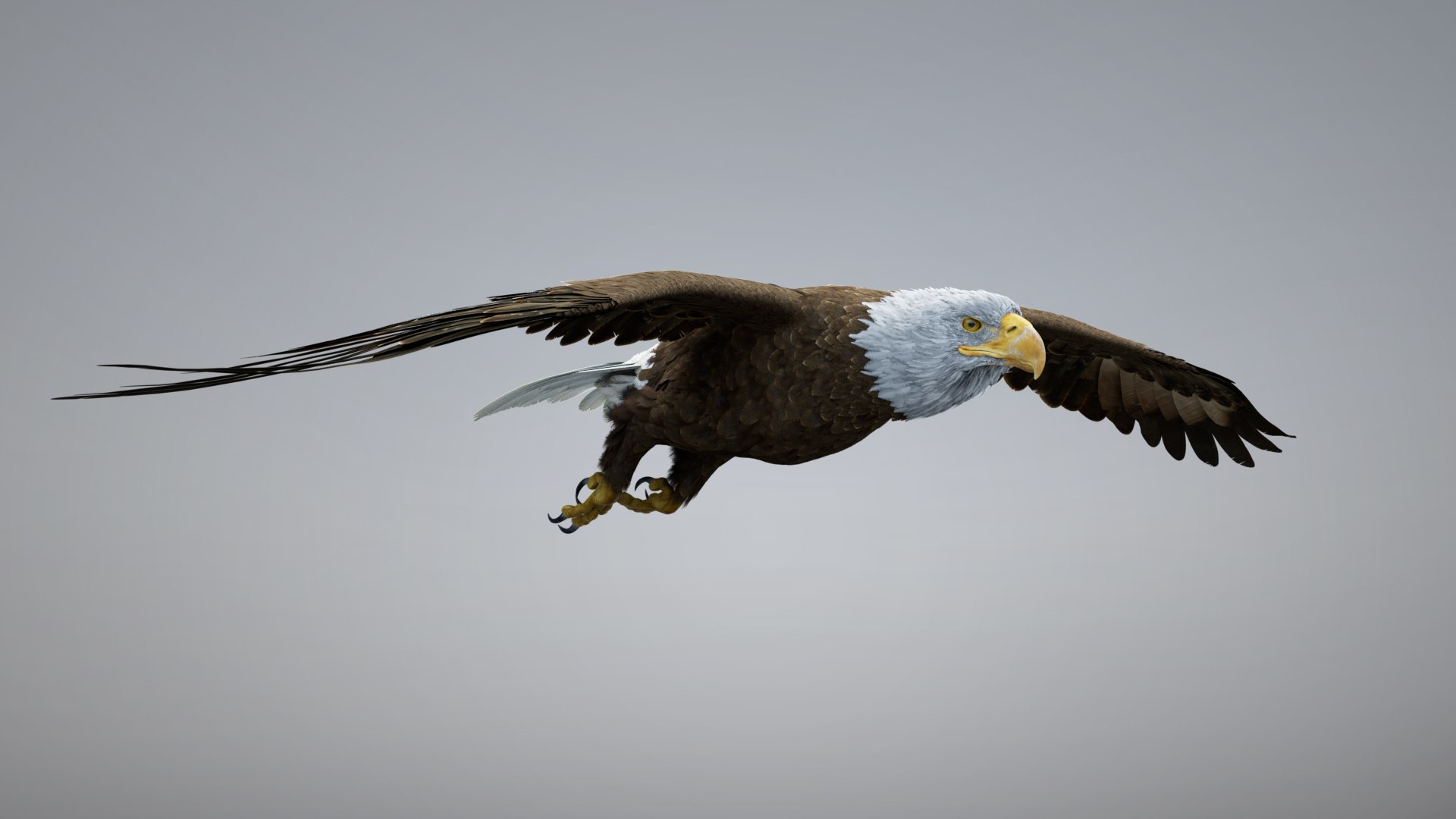 3D American Bald Eagle ANIMATED Model - TurboSquid 2315169