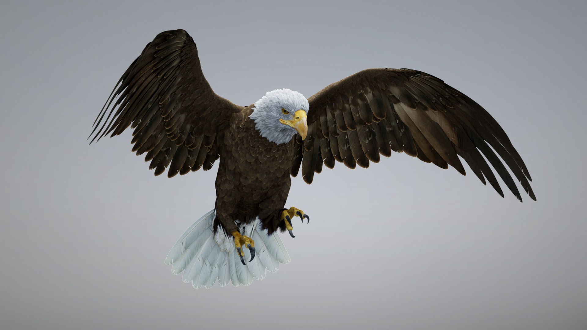 3D American Bald Eagle ANIMATED Model - TurboSquid 2315169