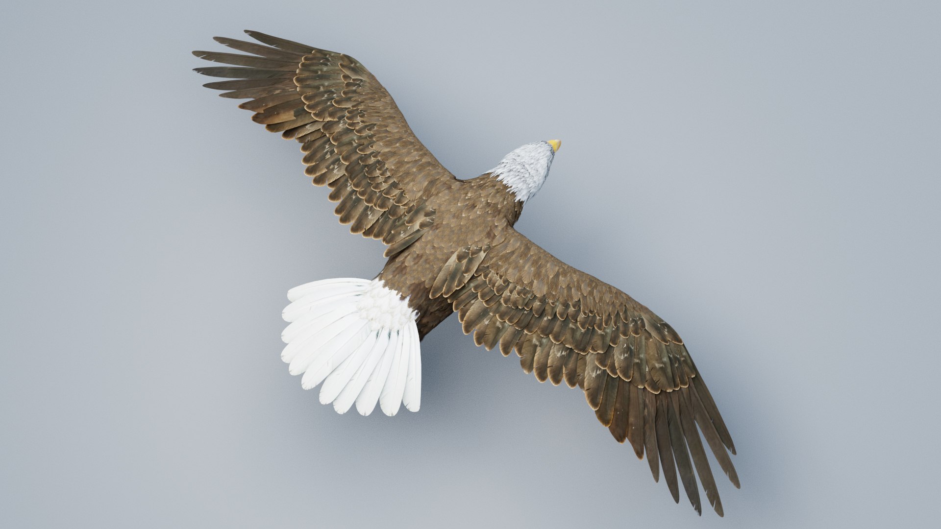 3D American Bald Eagle ANIMATED Model - TurboSquid 2315169