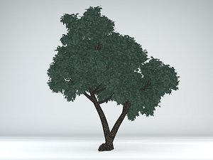 Juniper 3D Models for Download | TurboSquid