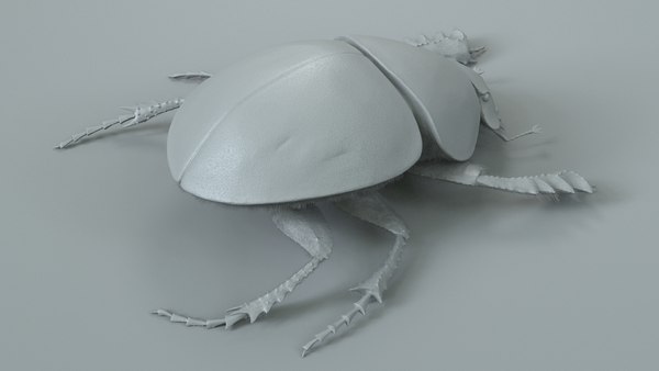 modelo 3d Escarabajo Escarabajo Negro Rigged Xgen - TurboSquid 2226681