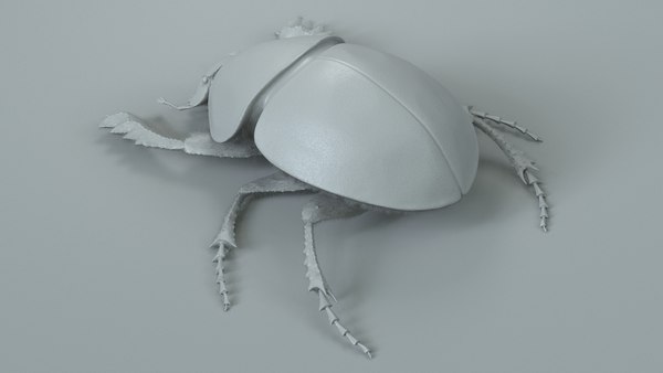 modelo 3d Escarabajo Escarabajo Negro Rigged Xgen - TurboSquid 2226681