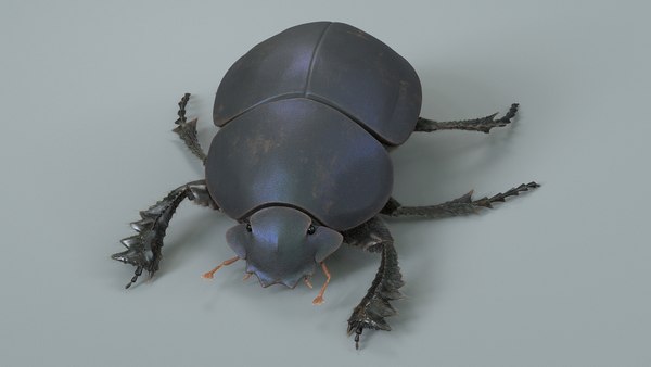 modelo 3d Escarabajo Escarabajo Negro Rigged Xgen - TurboSquid 2226681
