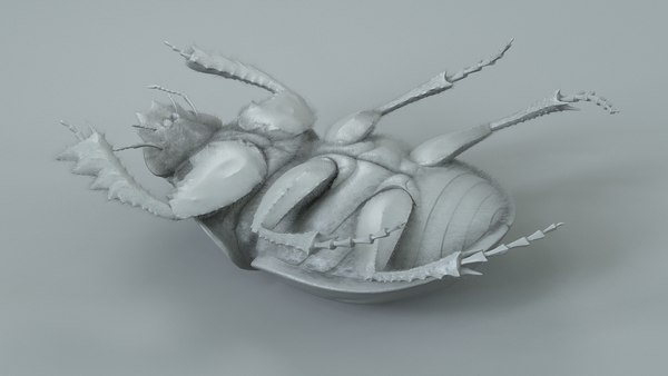modelo 3d Escarabajo Escarabajo Negro Rigged Xgen - TurboSquid 2226681