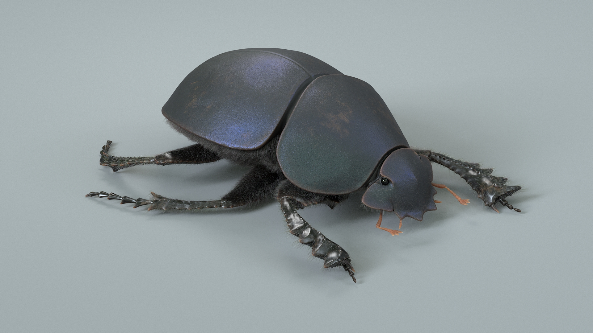 3D Black Scarab Beetle Rigged Xgen Model - TurboSquid 2226681