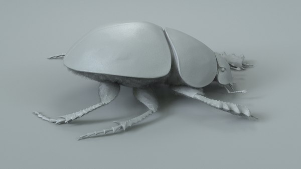 modelo 3d Escarabajo Escarabajo Negro Rigged Xgen - TurboSquid 2226681