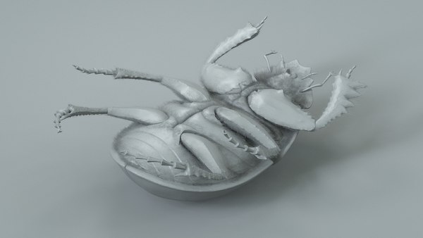 modelo 3d Escarabajo Escarabajo Negro Rigged Xgen - TurboSquid 2226681