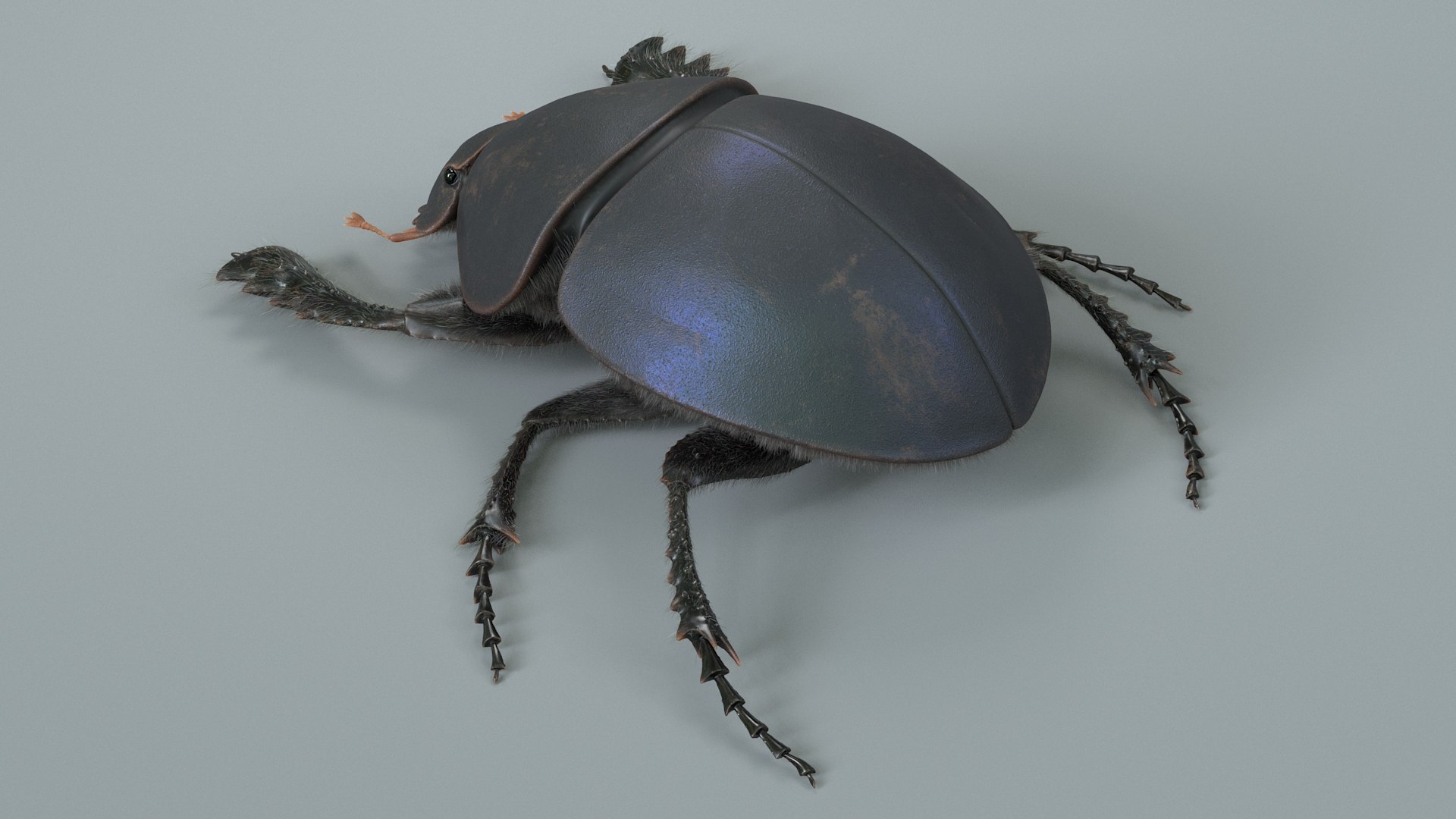 3D Black Scarab Beetle Rigged Xgen Model - TurboSquid 2226681