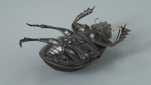 modelo 3d Escarabajo Escarabajo Negro Rigged Xgen - TurboSquid 2226681